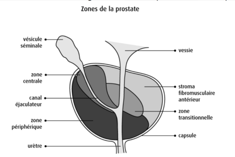 Anatomie de la prostate | Maison Médicale Duchesse